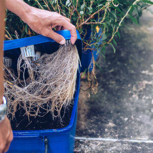 How to Prevent and Treat Root Rot in Hydroponics - HydroponicFarmTips ...